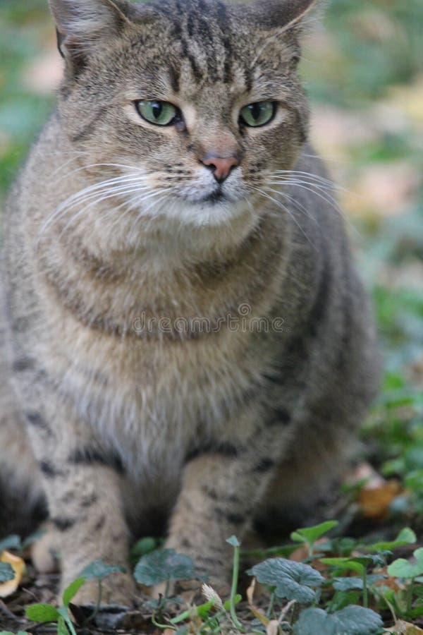 Cat enjoy stock photo. Image of stray, feline, green - 162503776