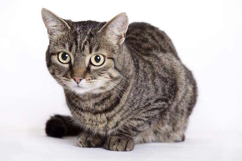 Cat, European Domestic stock photo. Image of purr, pedigreed - 12213262