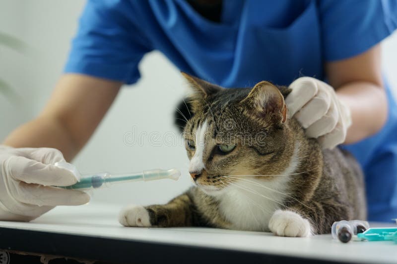 Cat on Examination Table of Veterinarian Clinic. Stock Image - Image of ...