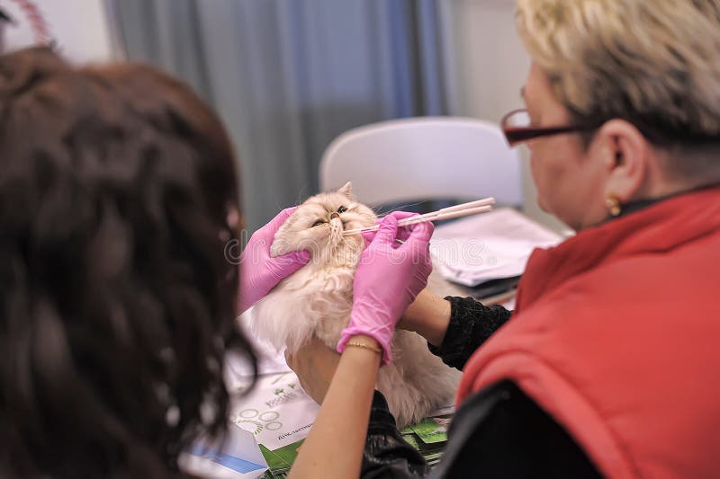 Cat Examination Veterinarian Editorial Stock Image - Image of kitten ...