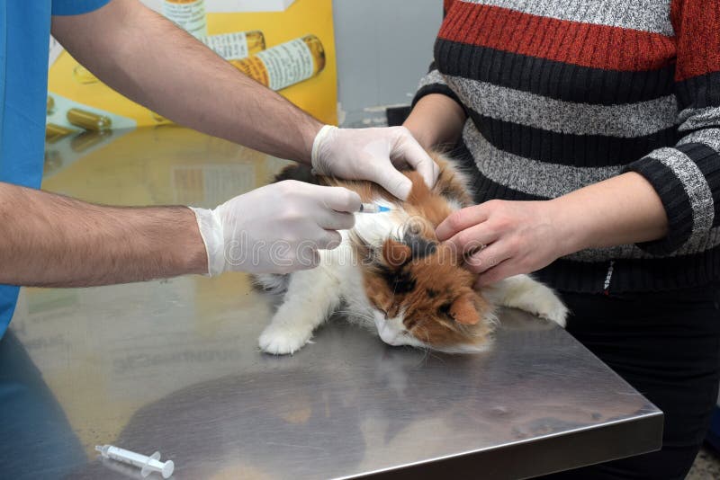 Cat Examination Veterinarian Stock Photo - Image of examining, exam ...