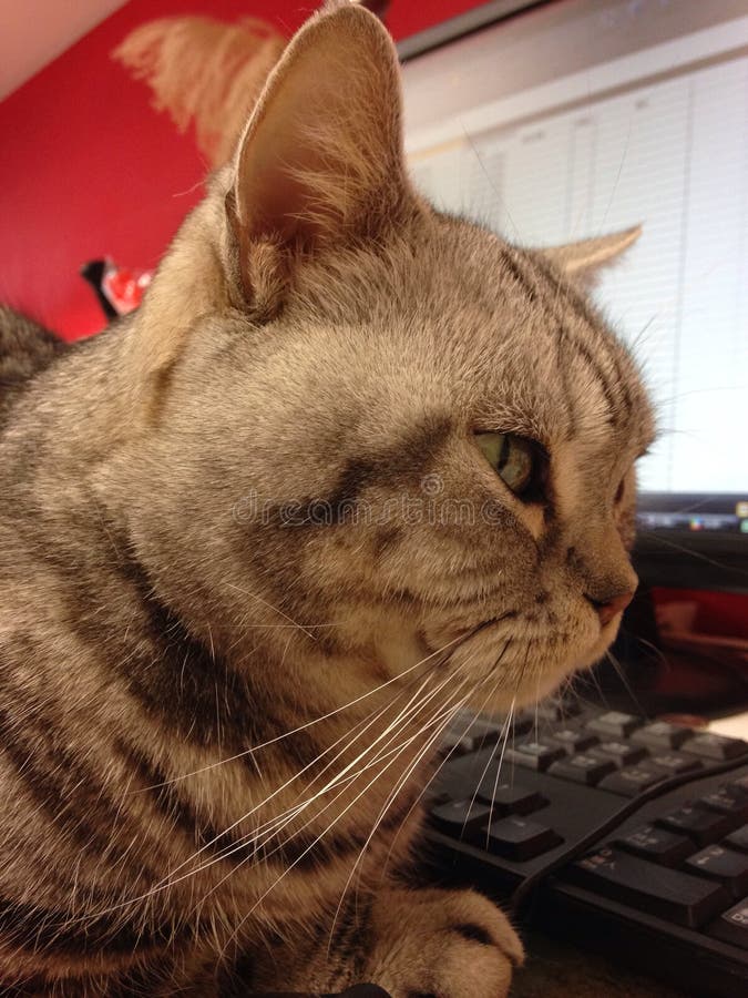 Cat and excel stock photo. Image of thingking, office - 42781450