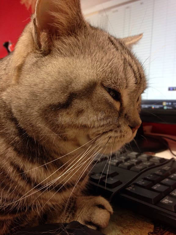 Cat and excel stock image. Image of unique, screen, pets - 42781453