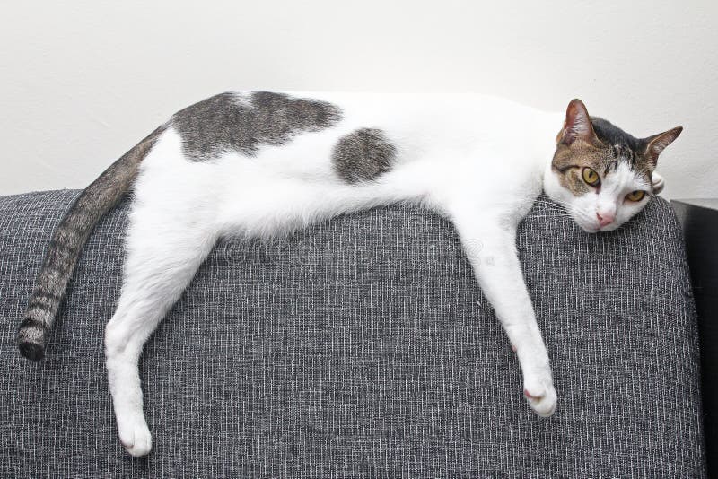 A tired cat stock photo. Image of tired, adopt, mammal - 29947064