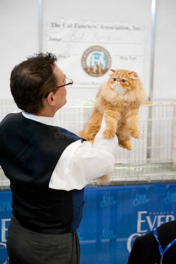 Cat exhibition editorial photo. Image of judge, hall - 18897261