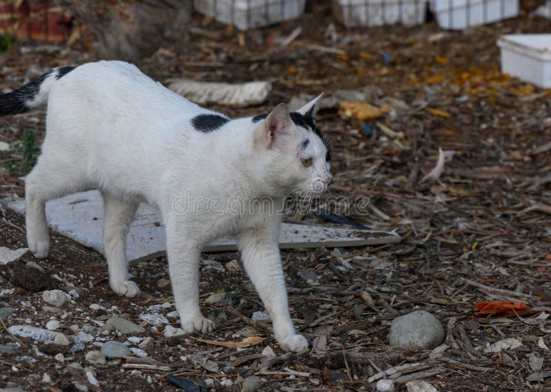 Cat Exploring a Rustic Outdoor Setting in the Early Evening Light Stock ...