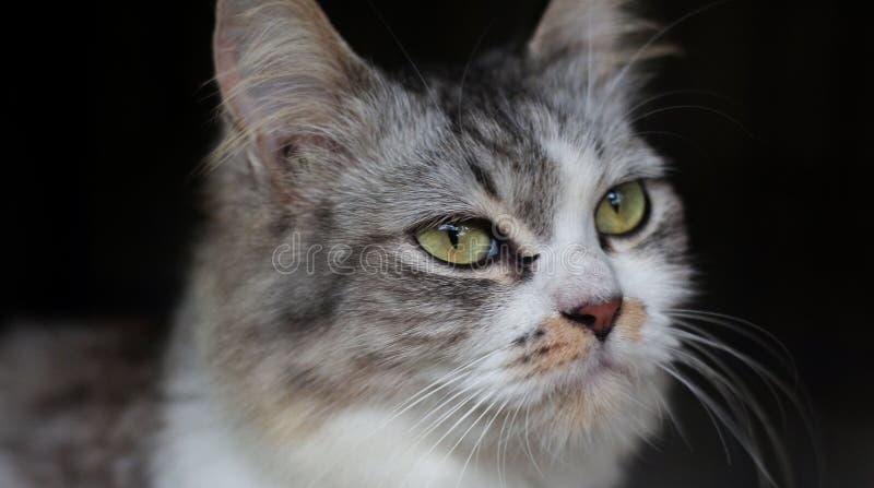 Cat Expression is Looking at the Surroundings Stock Image - Image of ...