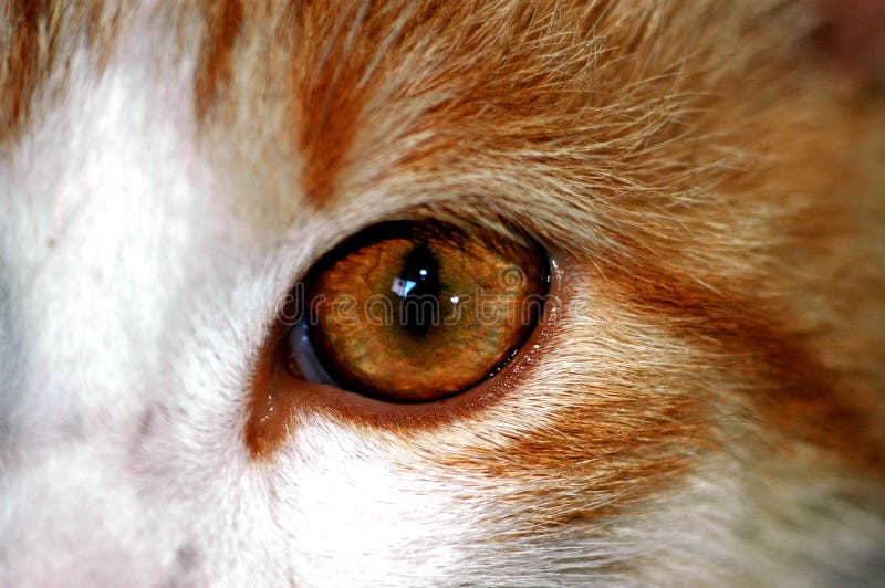 Cat eye stock image. Image of color, petshop, kitty, persian - 138085