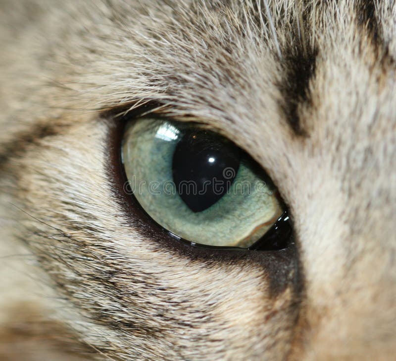 Cat s eye stock image. Image of pupilla, makro, closeup - 8835173