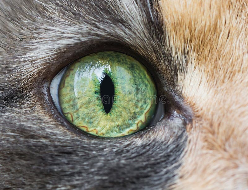 People With Real Cat Eyes