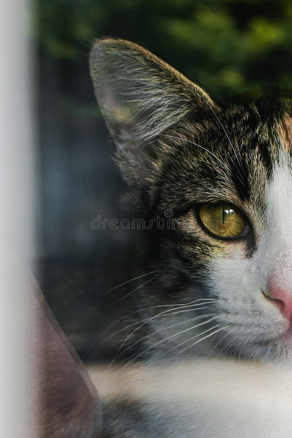 Cat Eye Expression stock image. Image of animal, tabby - 344948913