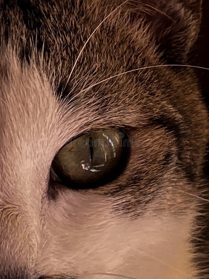 Cat eye stock photo. Image of cats, portrait, greeneyes - 255304826