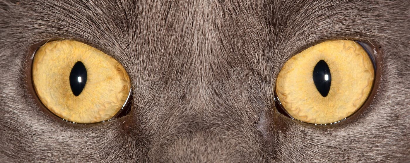 2,942 Cat Evil Eyes Stock Photos - Free & Royalty-Free Stock Photos ...