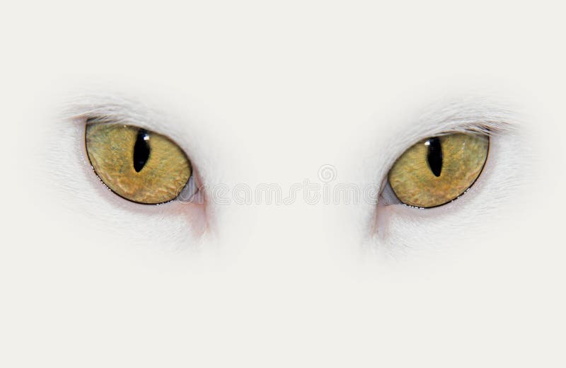 Cat eyes stock image. Image of eyes, design, green, kitten - 2888777
