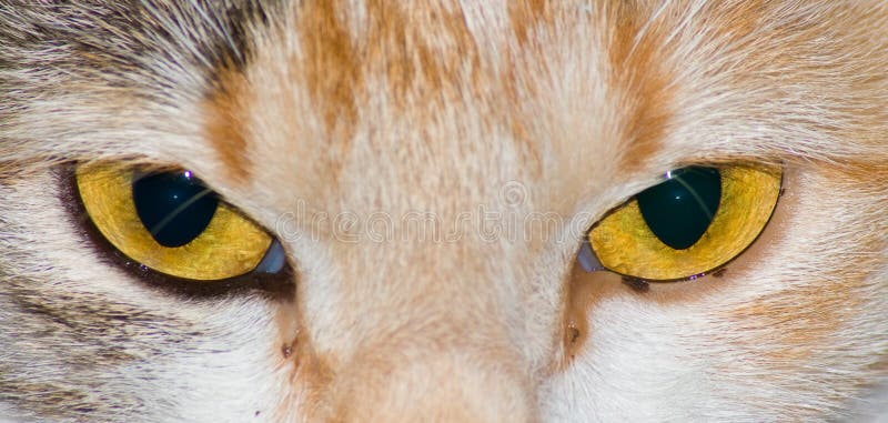 Cat, cat eyes, wild stock photo. Image of eyes, wild - 124937630