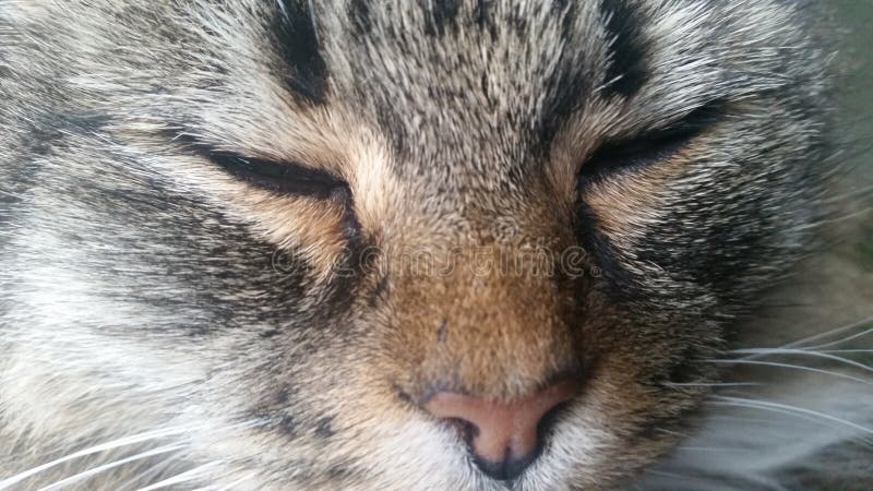 Squinting Cat Stock Images - Download 338 Royalty Free Photos