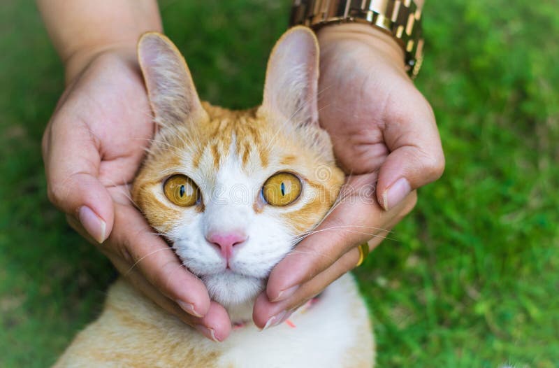 Cat Eyes with Female Hands on Lawn Using Wallpapers or Background for ...