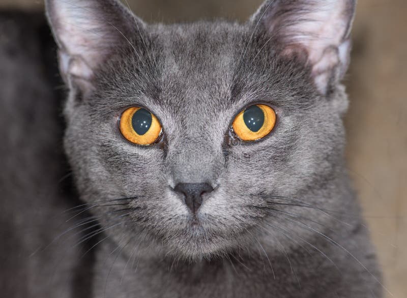 Cat Eyes stock image. Image of eyes, bright, pets, kitty - 73110553