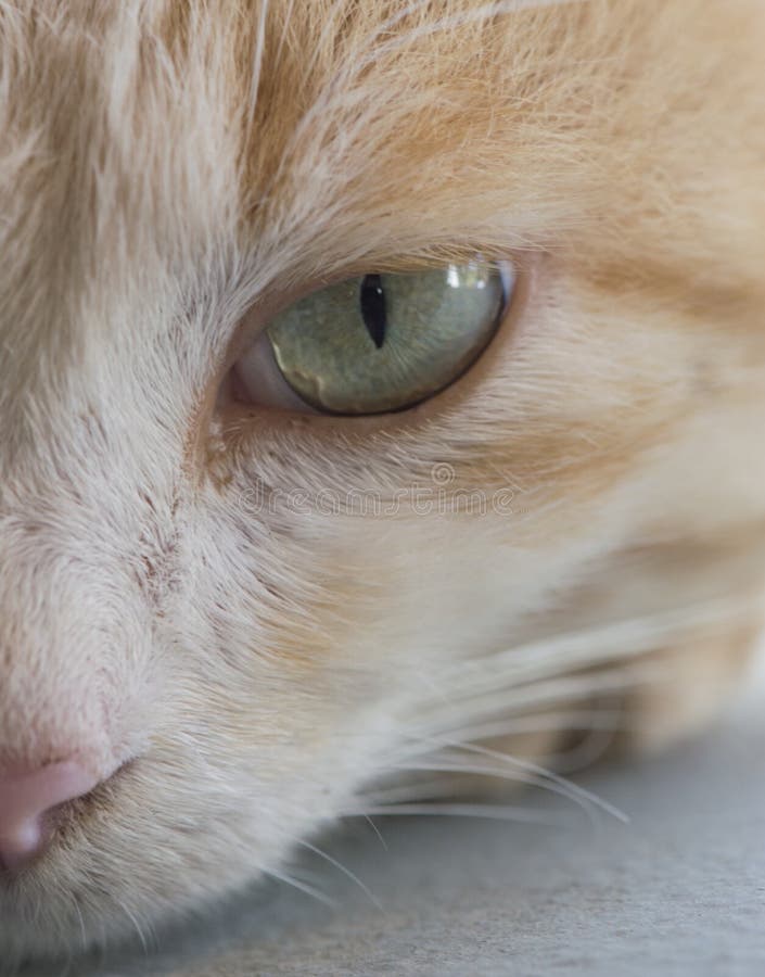 Half-faced Profile Side View Portrait of Confident Sporty M Stock Photo ...