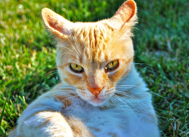 Cat eyes stock image. Image of face, orange, summer, look - 42312445