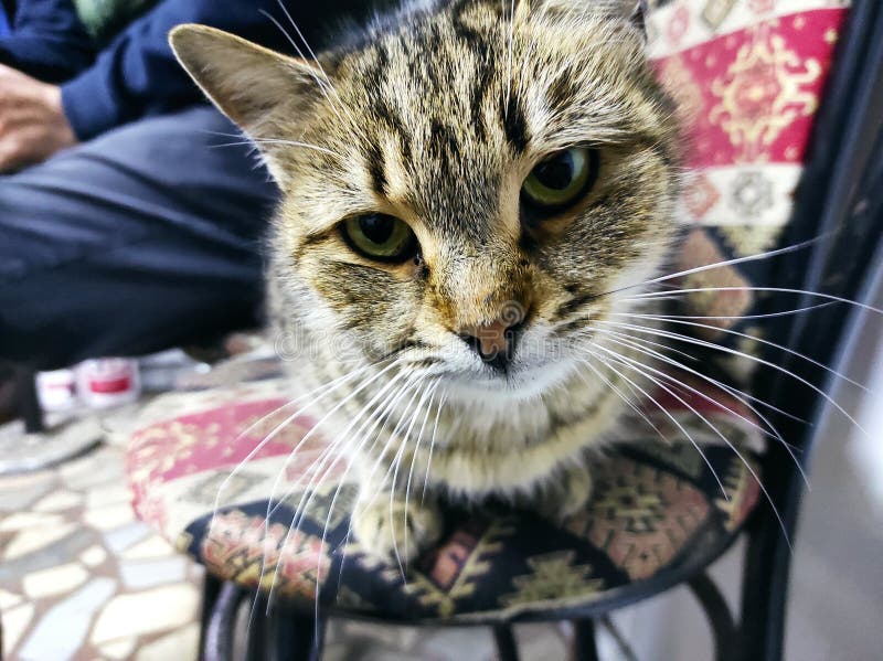 Cat is Eyes Look at the Camera Stock Photo - Image of eyes, look: 211191396