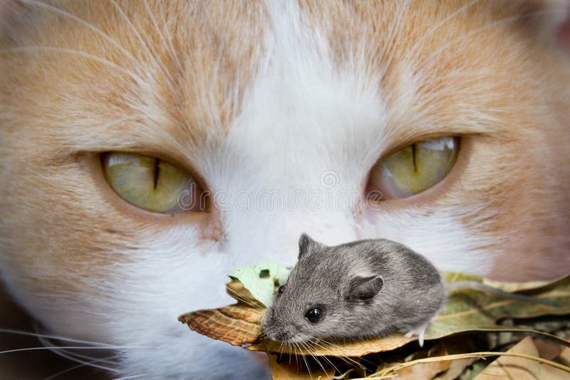 Cat Eyes and mouse stock image. Image of trap, pursue - 2399219