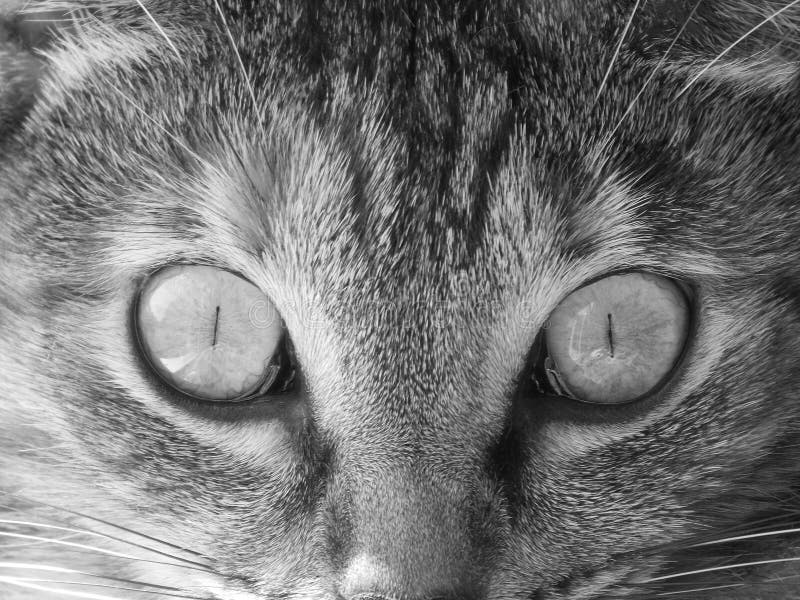 125 Cat Iris Texture Stock Photos - Free & Royalty-Free Stock Photos ...