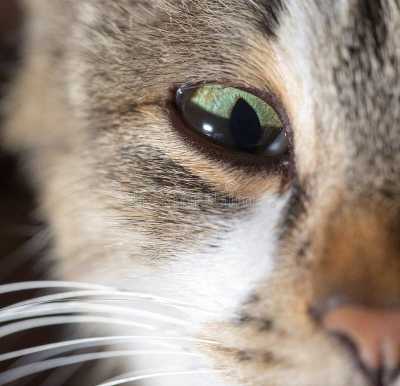 Cat eyes in nature. macro stock photo. Image of adorable - 110625320