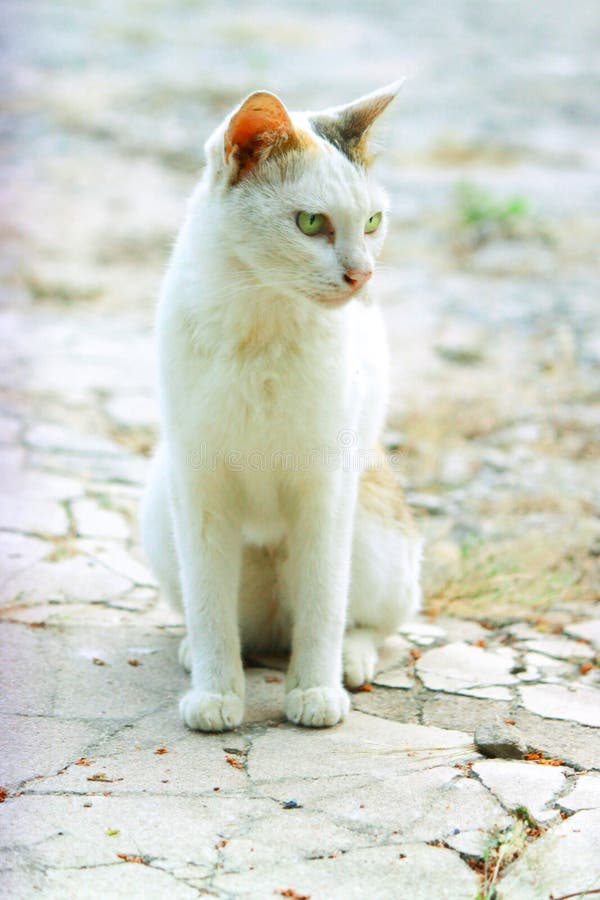 Fierce Cat Stock Photos - Download 6,250 Royalty Free Photos