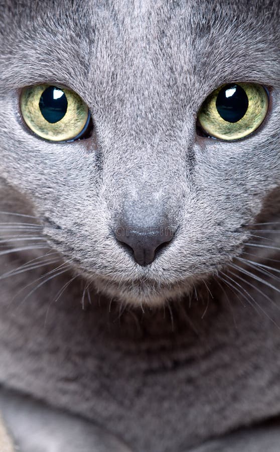 Cat face stock photo. Image of face, floor, curious, look - 17988396