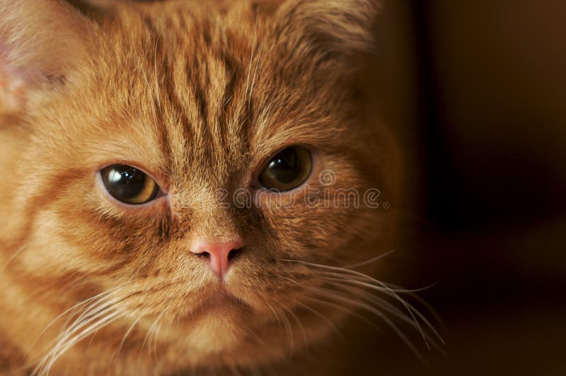 Cat face stock photo. Image of feline, tricks, hair, domestic - 1876566