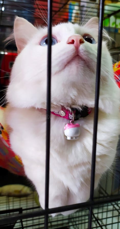 The cat face stock image. Image of face, textile, mammal - 206722005