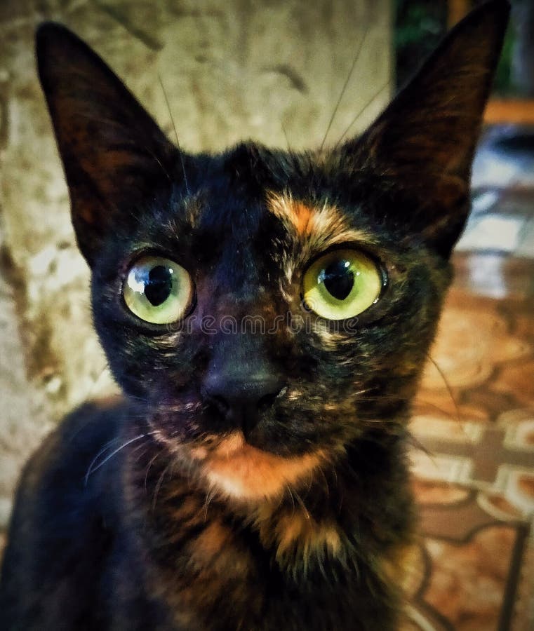 Cat in face stock image. Image of beauty, animal, face - 221183537