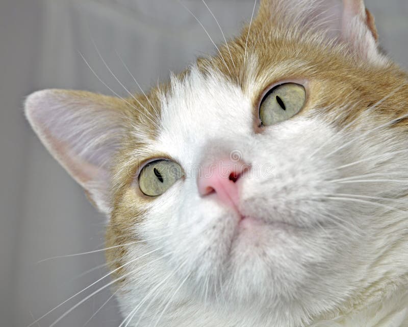 Male cat face stock photo. Image of small, closeup, brown - 26755780