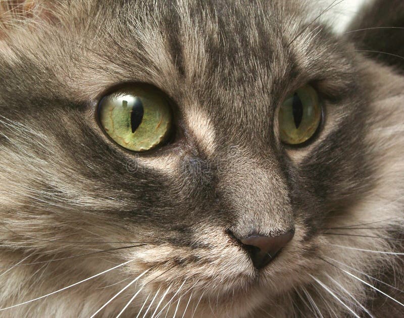 Cat Face stock photo. Image of whiskers, animal, feline - 275754