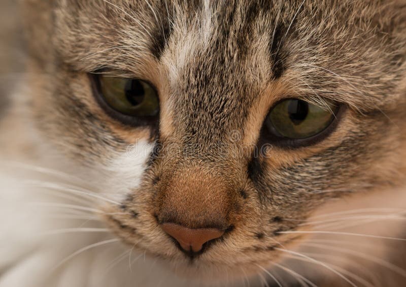 Cat face with slanted eyes stock image. Image of care - 278884805
