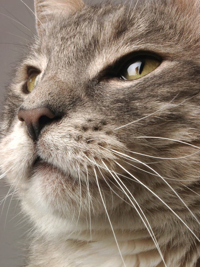 Cat Face stock image. Image of mouth, whiskers, macro, closeup - 284471