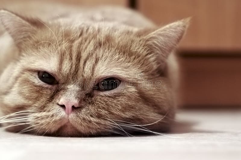 Cat Face Picture. Image: 3585288