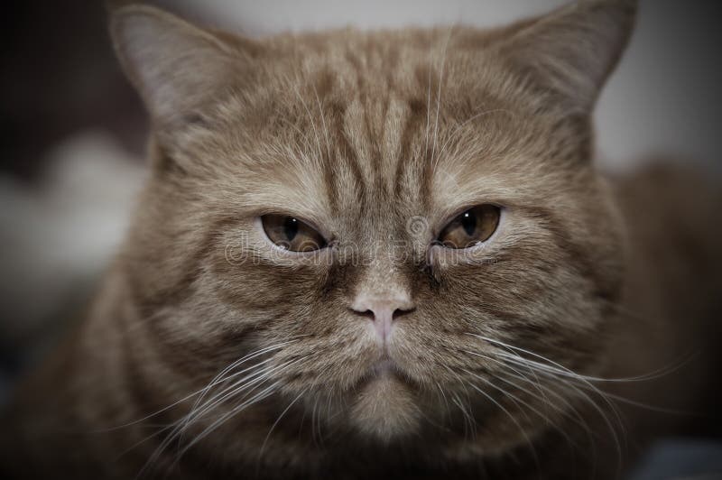 Cat Face Picture. Image: 3769827