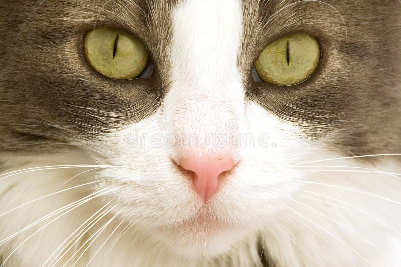 Cat face stock image. Image of cats, close, face, domestic - 4568229