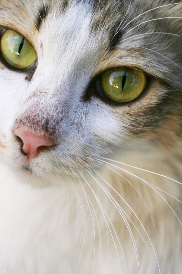 Cat Face stock image. Image of glance, animal, pink, cute - 4903687