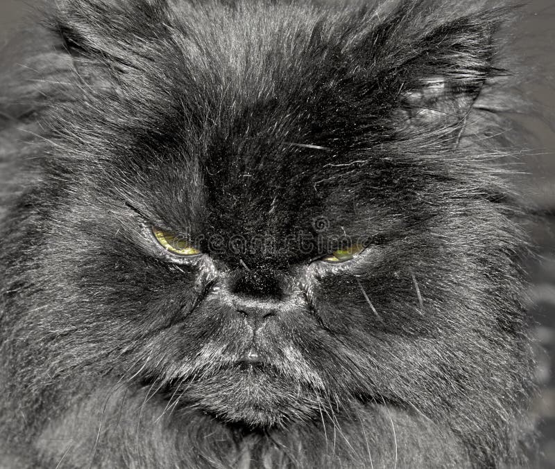 831 Angry Persian Cat Stock Photos - Free & Royalty-Free Stock Photos ...