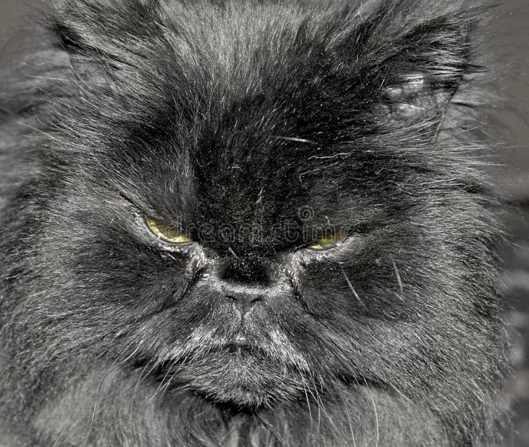 24,102 Angry Cat Face Stock Photos - Free & Royalty-Free Stock Photos ...