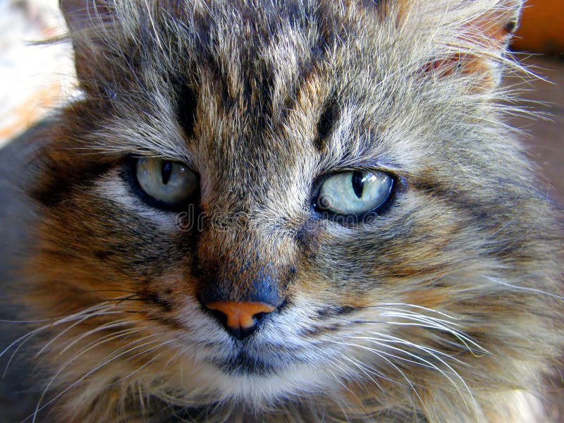 Cat face stock photo. Image of tabby, domestic, animal - 9622396