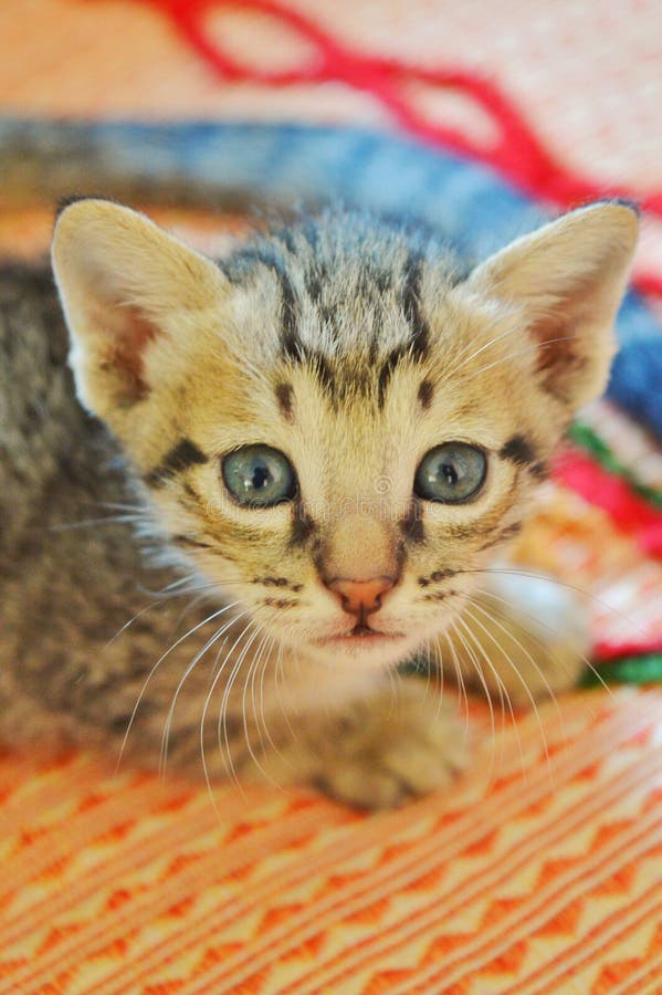 Cat face stock image. Image of face, calm, eyes, animals - 107102381