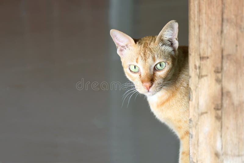 Cat, Cat Face Beautiful, Cute Cat Eyes Looking Stock Photo - Image of ...