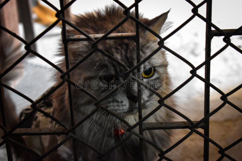 A Cat Face Cat Behind the Cage Stock Image - Image of bird, cage: 208007367