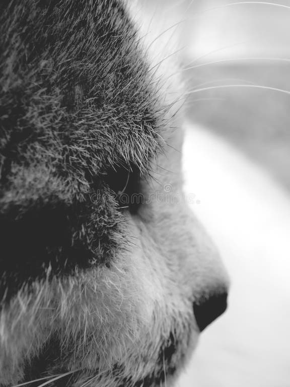 Cat face black and white stock image. Image of white - 210737033