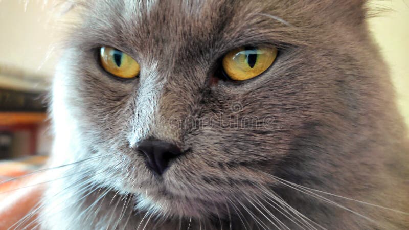 Cat Face in Close Look stock photo. Image of close, pets - 268736016