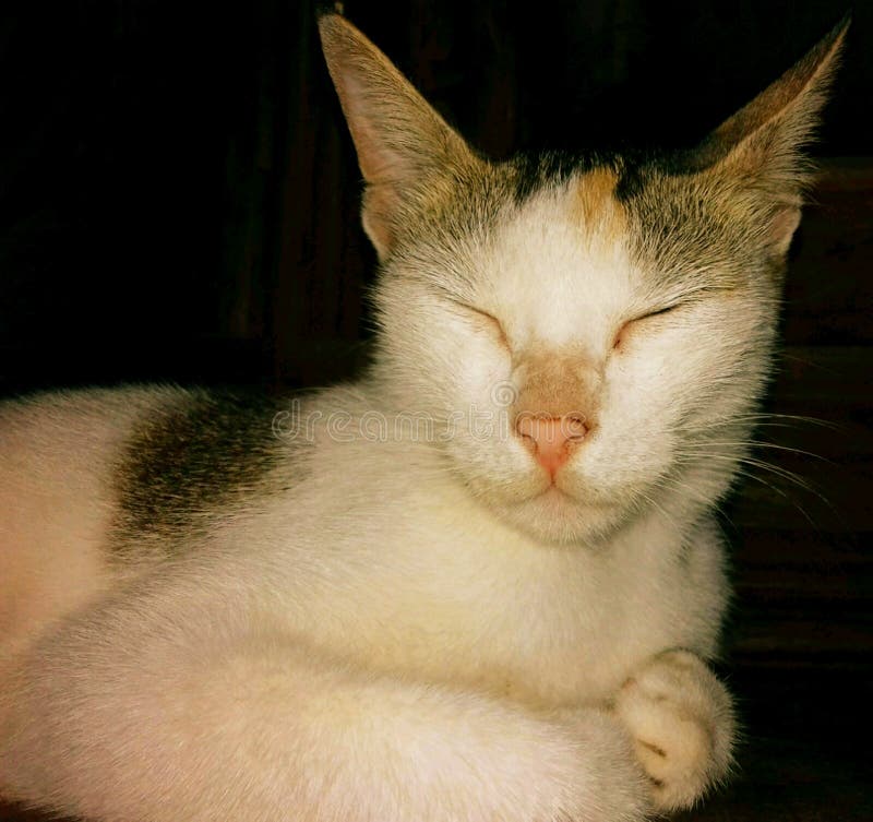 Cat face stock image. Image of motley, noperson, face - 116487065